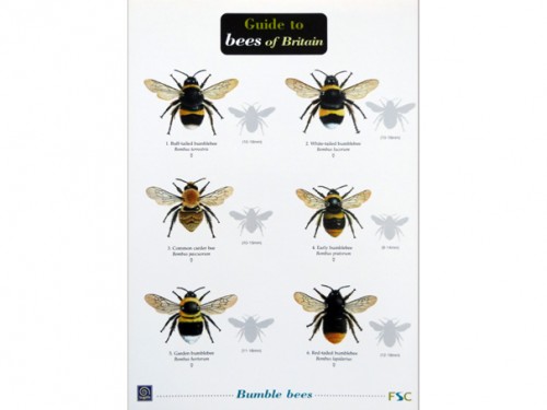 Guide to bees of Britain - Vermandel.com
