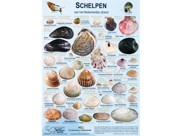 Schelpen van de Nederlandse kust - Vermandel.com