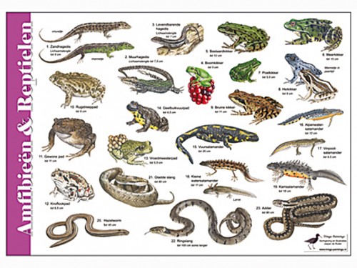 Veldgids Amfibieen en reptielen - Vermandel.com