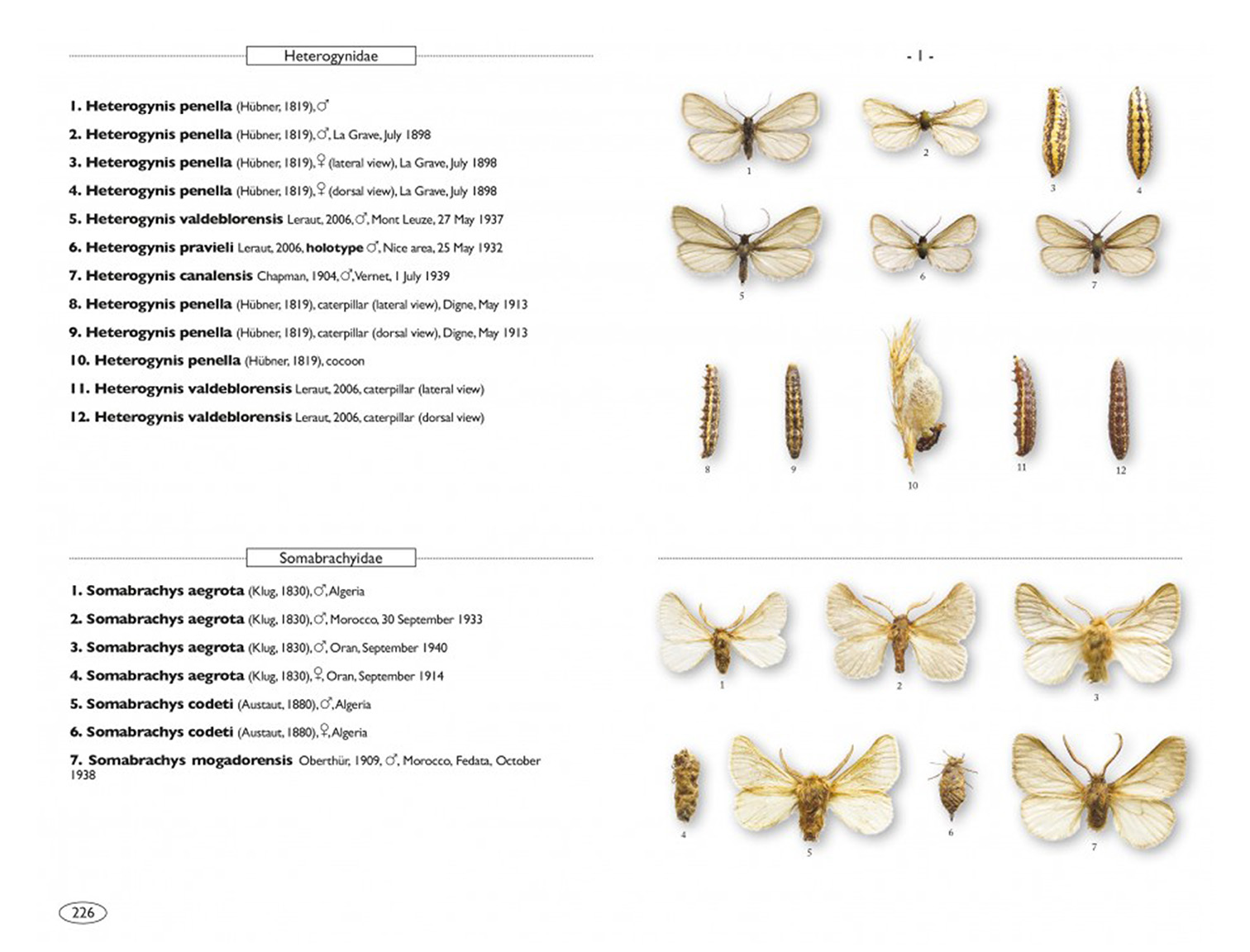 Moths of Europe vol.8 Microlepidoptera 2 - Vermandel.com