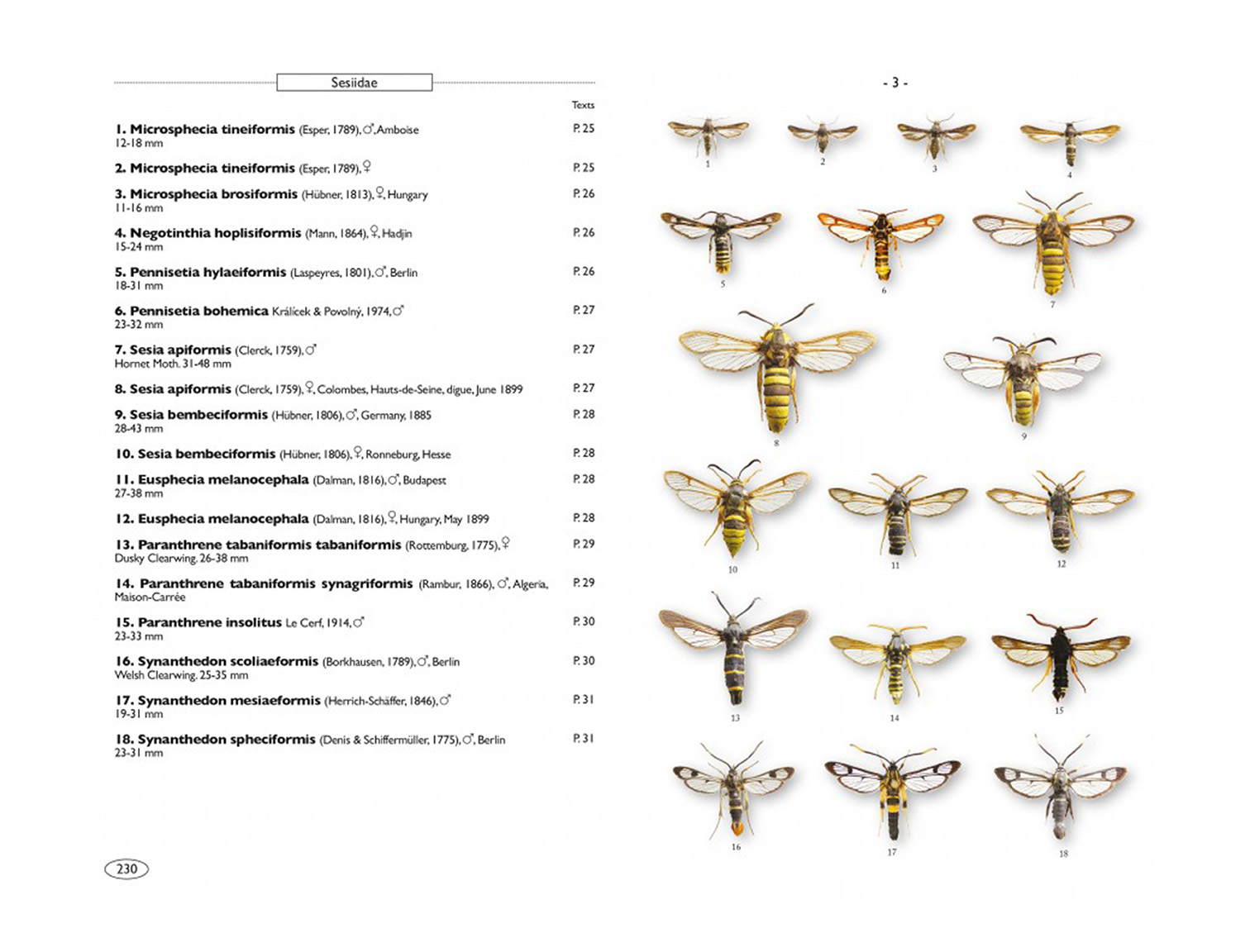 Moths of Europe vol.8 Microlepidoptera 2 - Vermandel.com