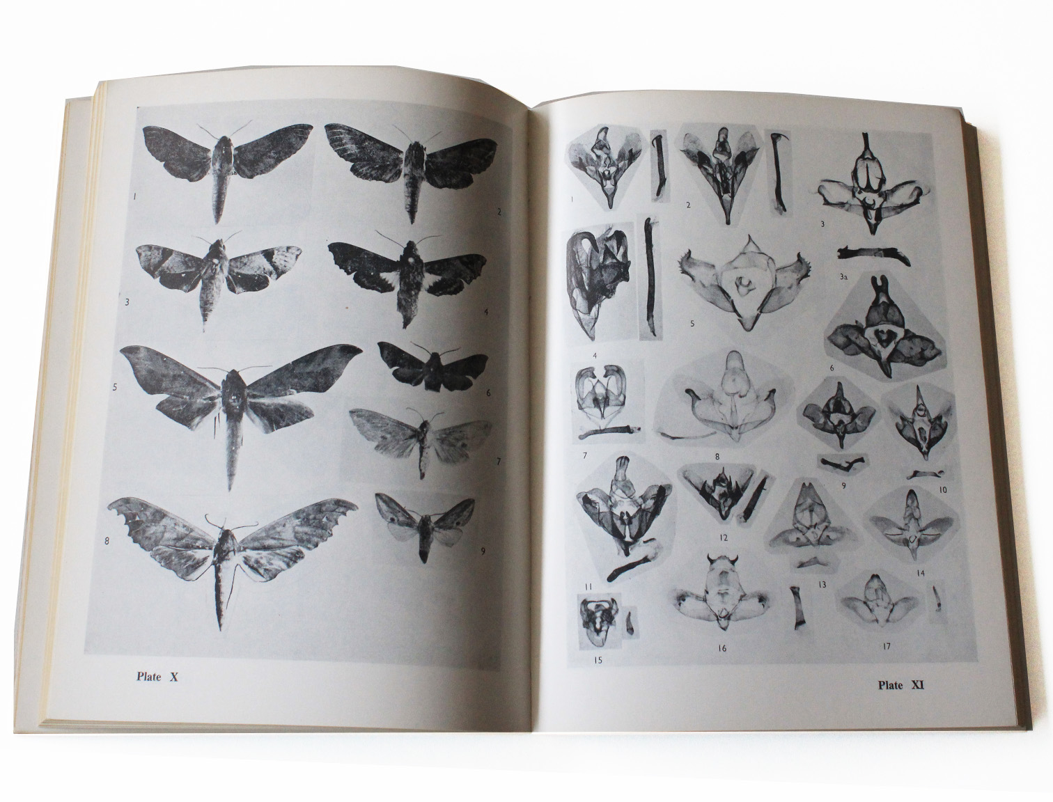 African Sphingidae (Lepidoptera) - Vermandel.com